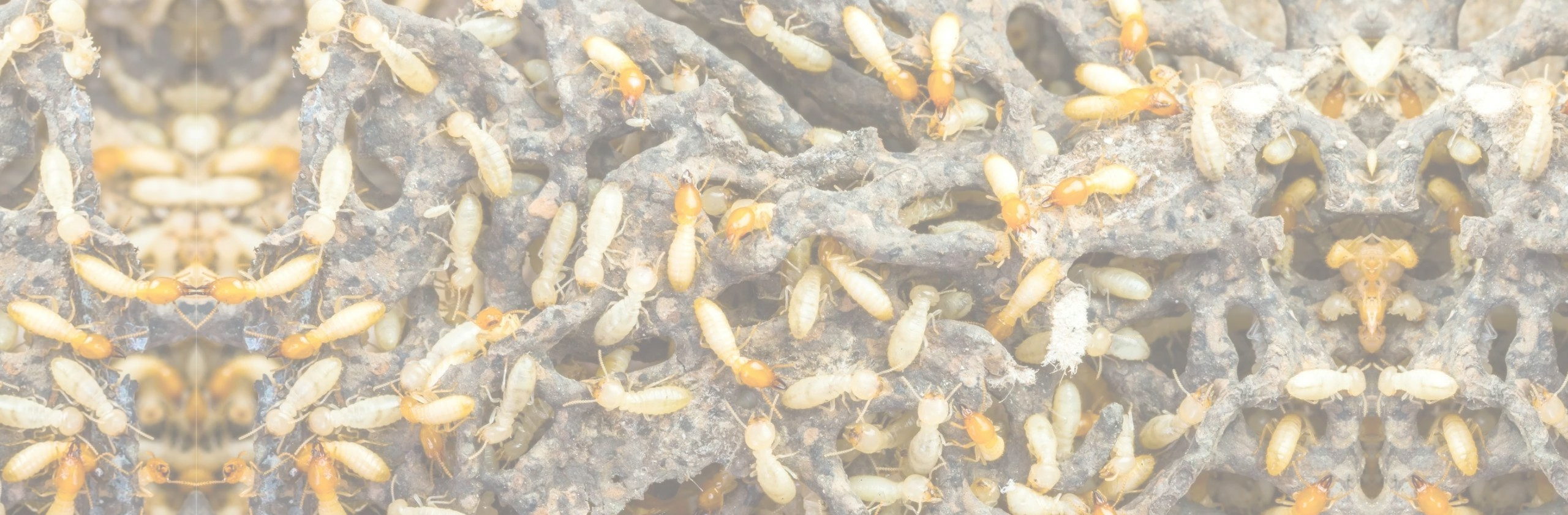 Termite Management Services - HEXA MAITRISE PRIVATE LIMITED